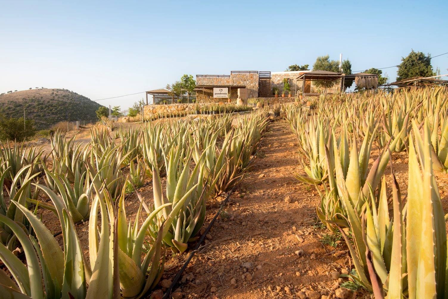 Kos Farms Pandrosia: Organic Aloe & Herbs in Kos