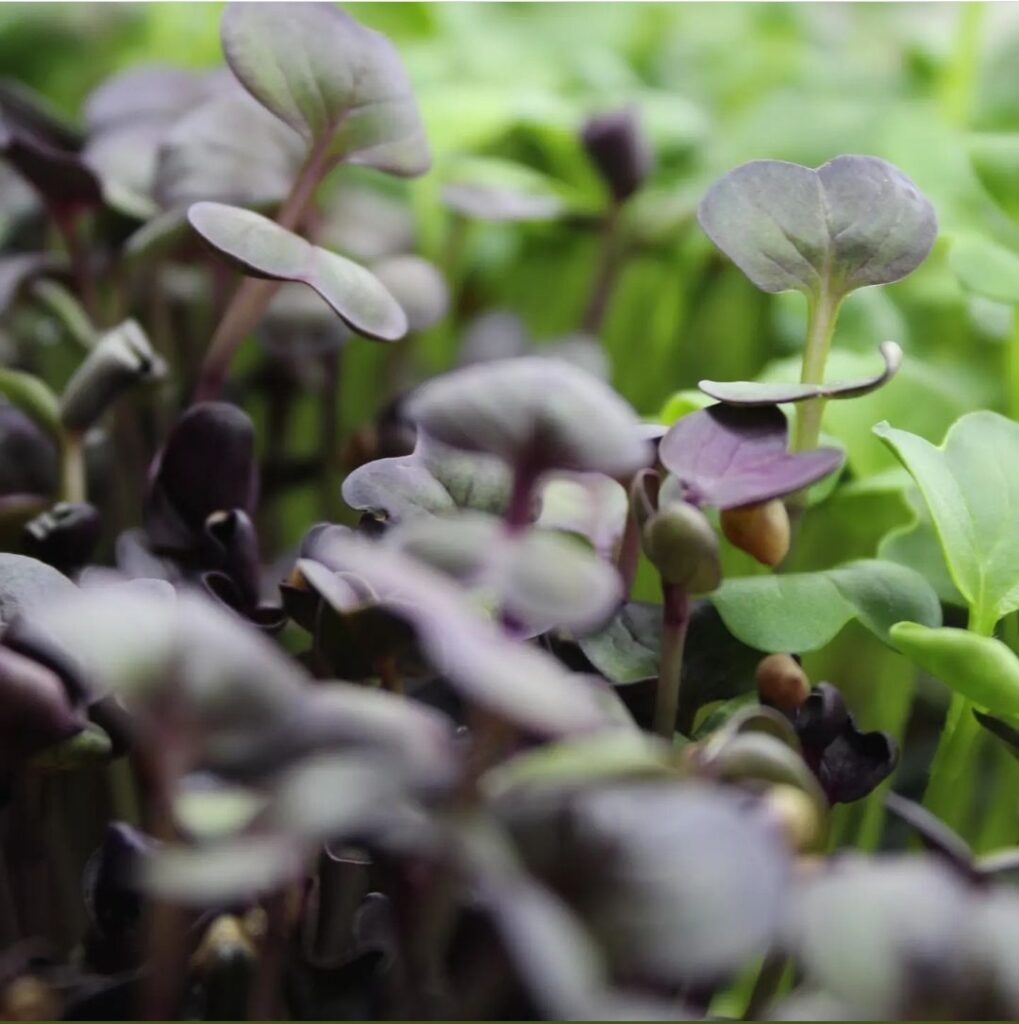 Microgreens & Edible Flowers Kos | Kos Locally Grown